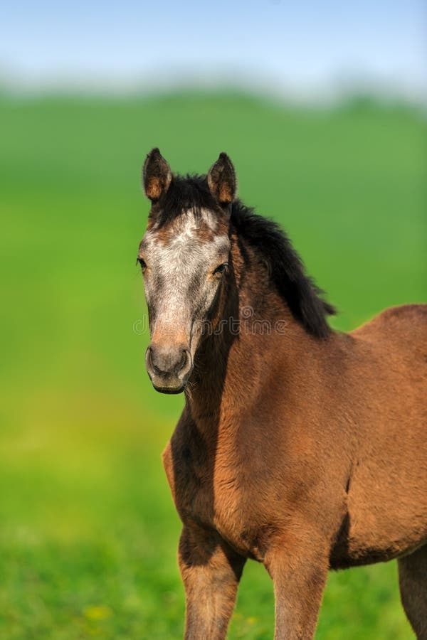Colt portrait outdoor stock image. Image of foal, mammal - 80596687
