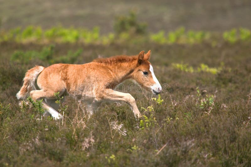 Horse - colt stock photo. Image of fence, brown, enclosure - 3194036