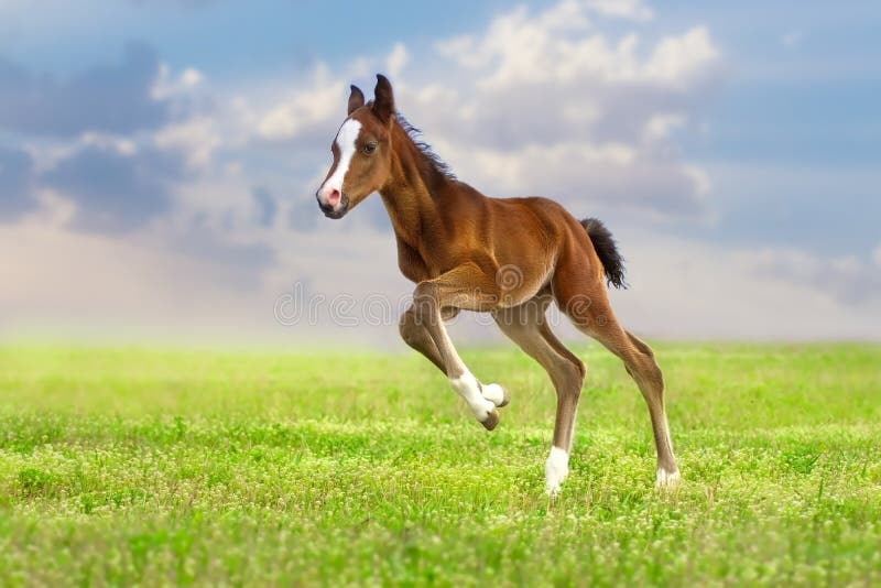 Colt run in spring pasture stock image. Image of equine - 246382073