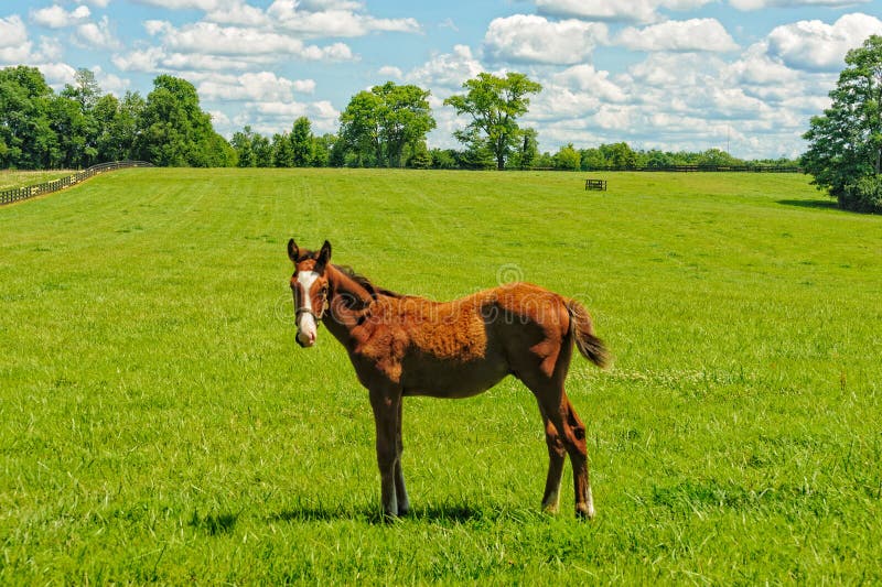 Colt stock image. Image of clouds, colt, equine, livestock - 95360705