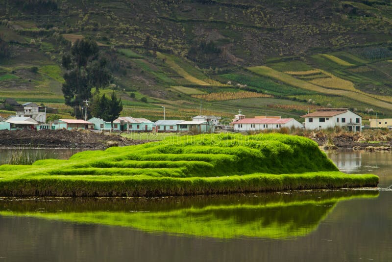 Quinoa Crops Plantations in Colta, Chimborazo Stock Photo - Image of ...