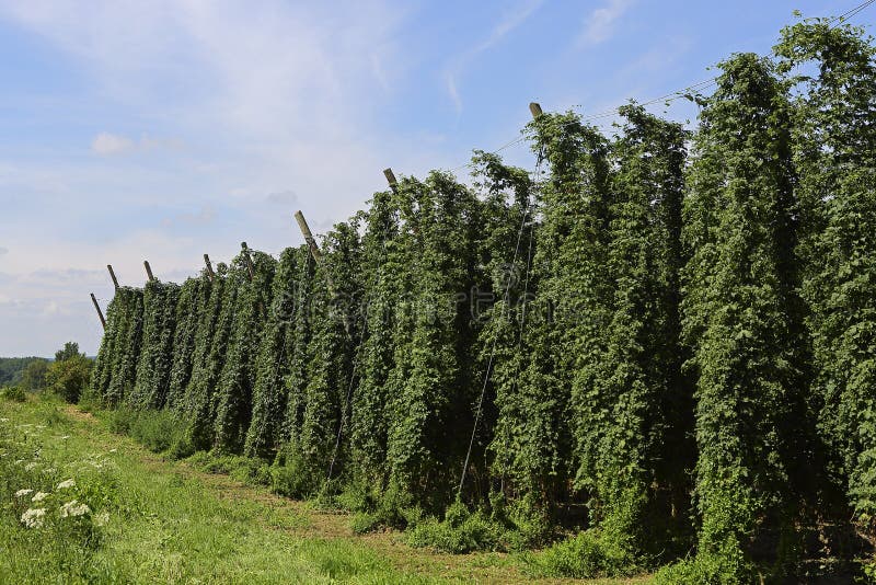Coltivazione del luppolo immagine stock. Immagine di coltura - 43292201