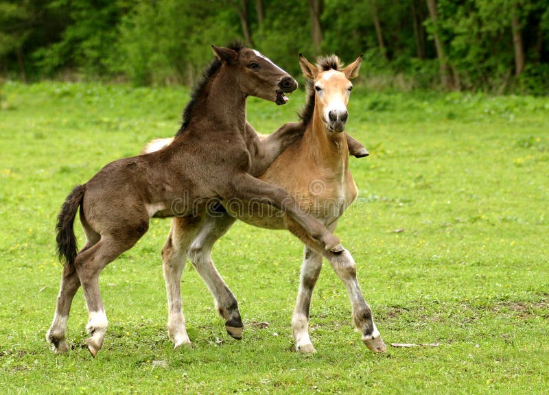 Colts stock photo. Image of cute, game, adorable, paddock - 8328452