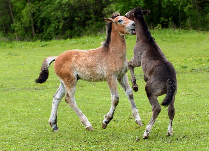 Arabian colts playing stock photo. Image of equine, interaction - 4604196