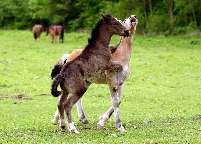 Colts stock image. Image of game, scenic, outside, nestling - 8456559