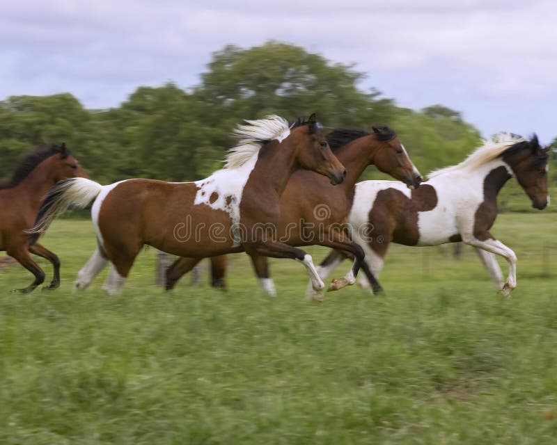 Colts running stock photo. Image of gallop, galloping - 8500650