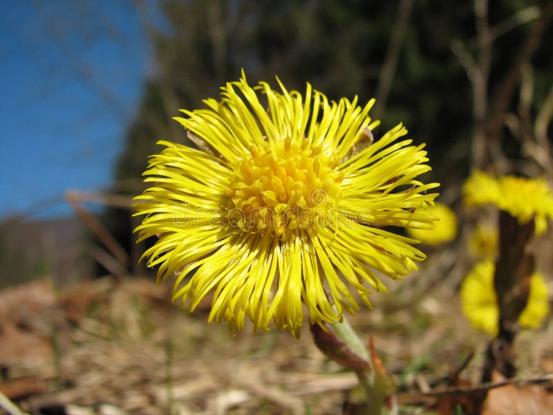 Coltsfoot stock image. Image of herb, tussilago, drug - 12665291