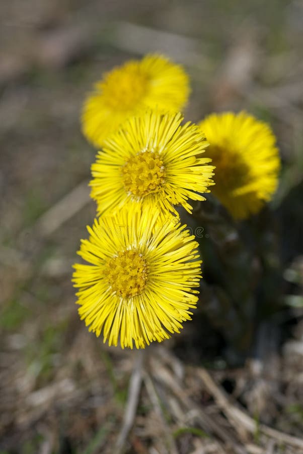 Coltsfoot stock image. Image of group, closeup, color - 13474783