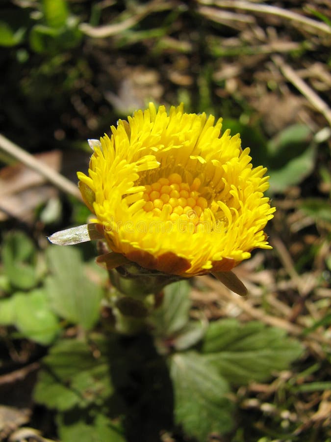 Coltsfoot stock image. Image of plant, tussilago, coltsfoot - 9814799