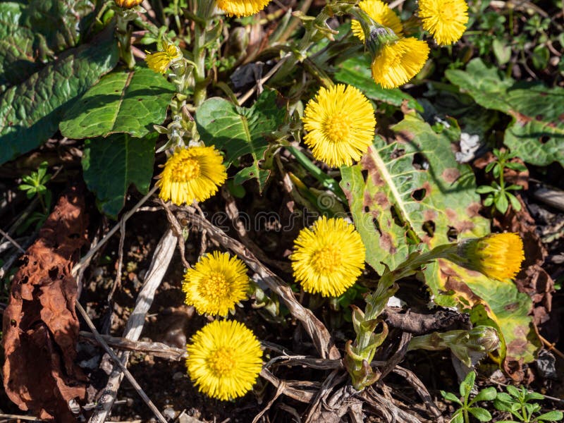 Coltsfoot, Farfarae folium stock photo. Image of drugs - 35275236