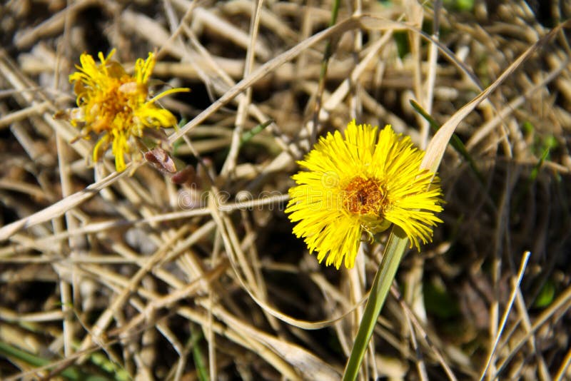 Coltsfoot Flower Tussilago Farfara on Meadow Stock Image - Image of ...