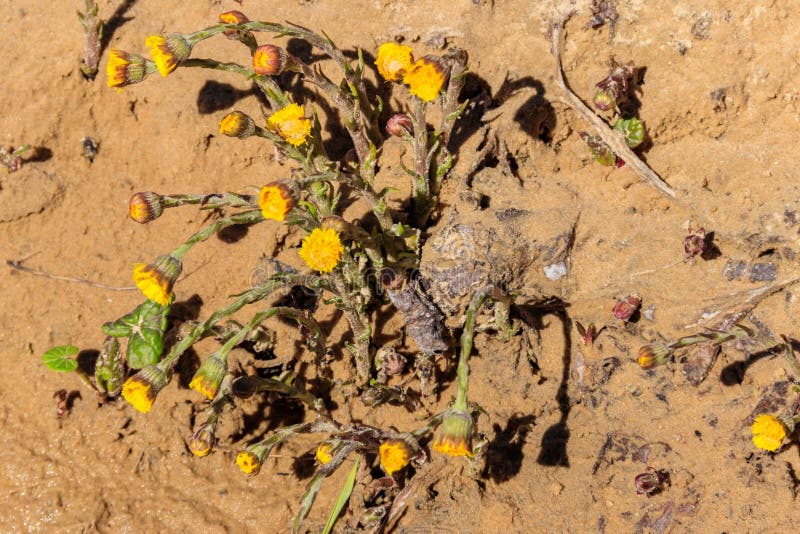 Coltsfoot Flower Tussilago Farfara on Meadow Stock Image - Image of ...