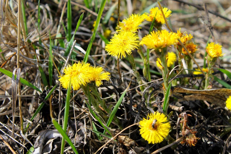 Coltsfoot Flower (Tussilago Farfara) Stock Photo - Image of decoration ...