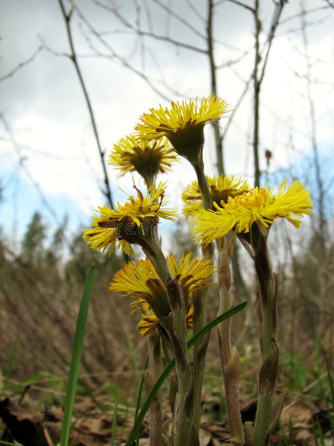Coltsfoot flowers stock image. Image of time, coltsfoot - 30441019