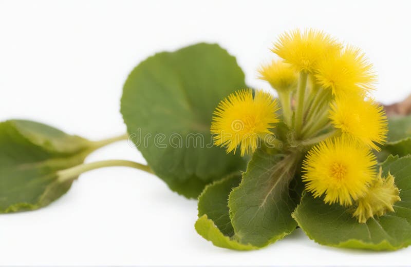 Coltsfoot Stock Illustrations – 434 Coltsfoot Stock Illustrations ...