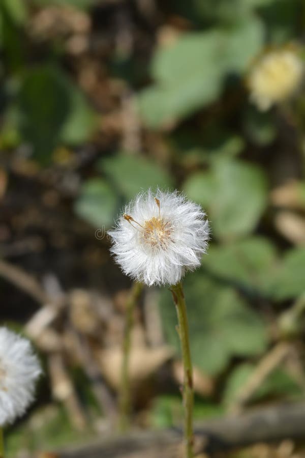 Coltsfoot stock image. Image of tash, tussilago, botany - 242081395