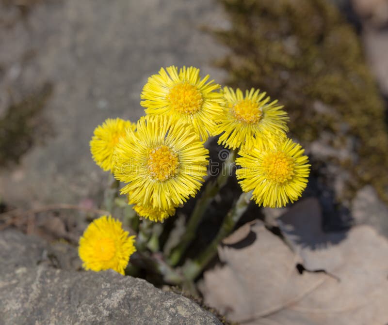 Coltsfoot stock photo. Image of macro, color, yellow - 39910052