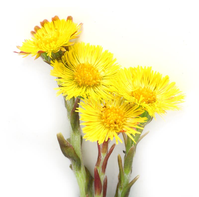 7+ Tussilago farfara Free Stock Photos - StockFreeImages