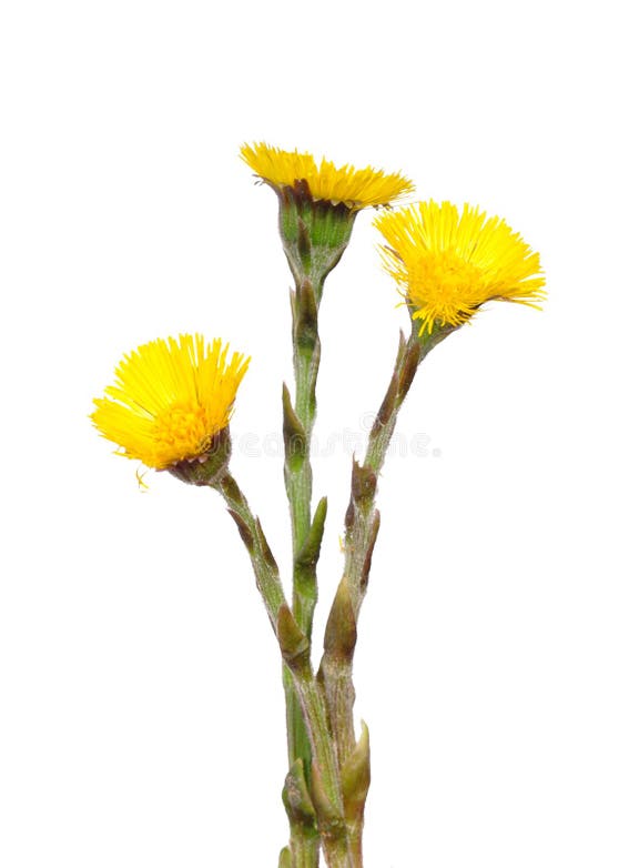 3,630 Tussilago Stock Photos - Free & Royalty-Free Stock Photos from ...