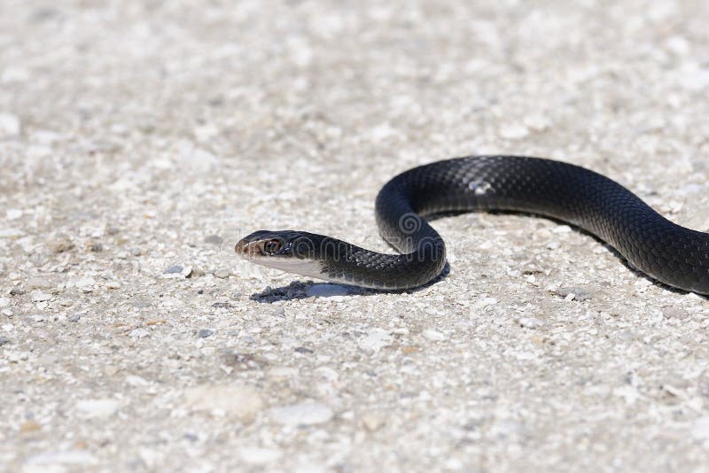 Juvenile Southern Black Racer Snake Coluber Constrictor Priapus Stock ...