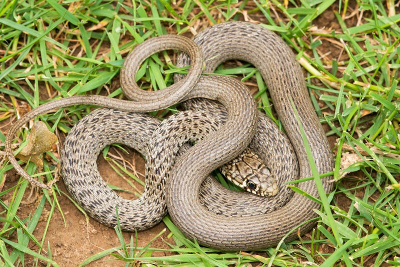 Coluber gemonensis stock photo. Image of sunny, hierophis - 23483282