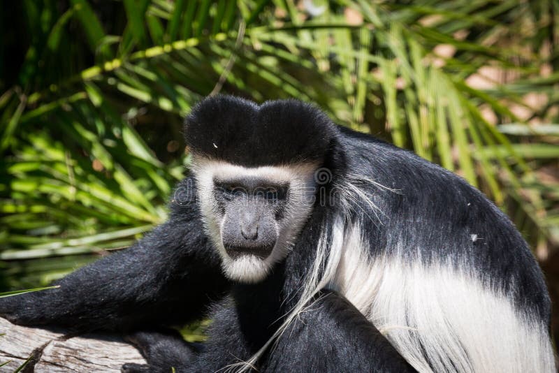 Colubus redaktionell foto. Bild av djurliv, diego, sanna - 79262315