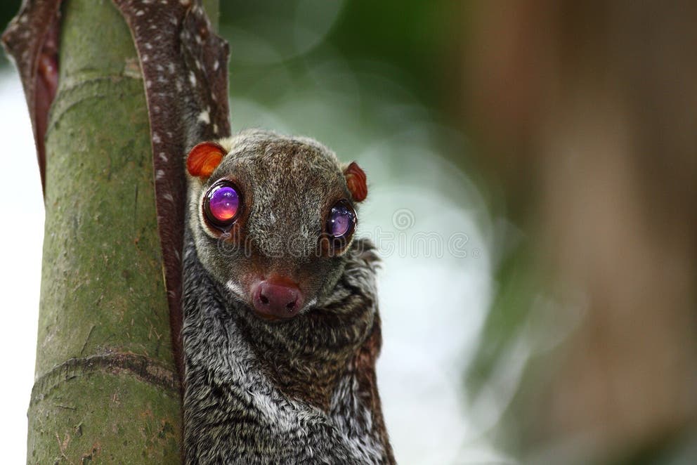 Colugo portrait stock photo. Image of climbing, animal - 175732884