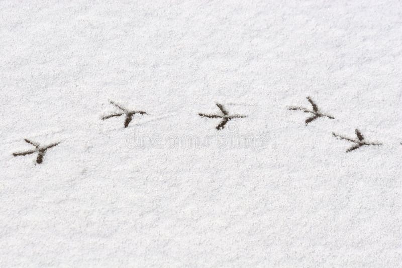 Columba livia, Rock Dove. stock photo. Image of footprints - 47429974