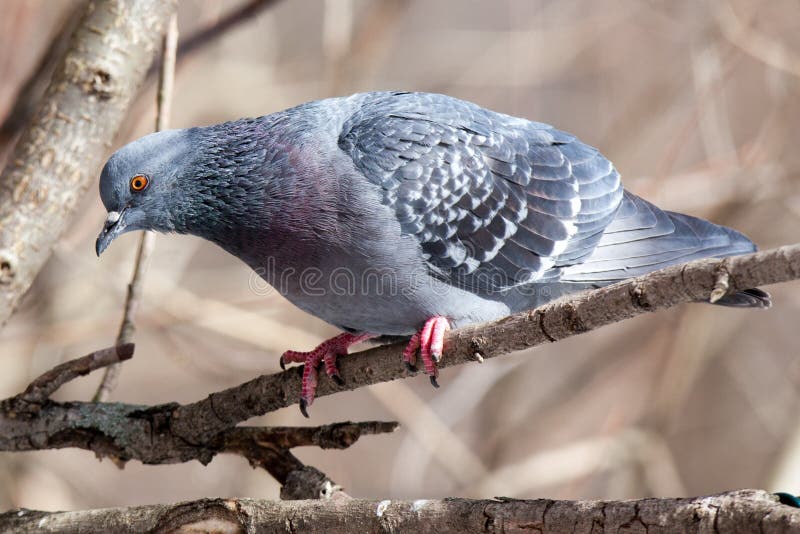 Columba Livia, De Duif Van De Rots, Duif Stock Foto - Afbeelding ...