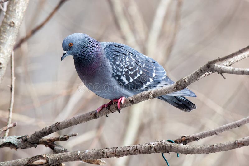 Rotsduif ( Columba Livia ) in Het UK Stock Afbeelding - Image of vogels ...