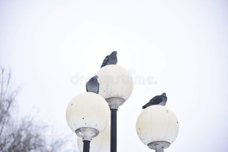 Columba on street light stock photo. Image of columba - 84333160
