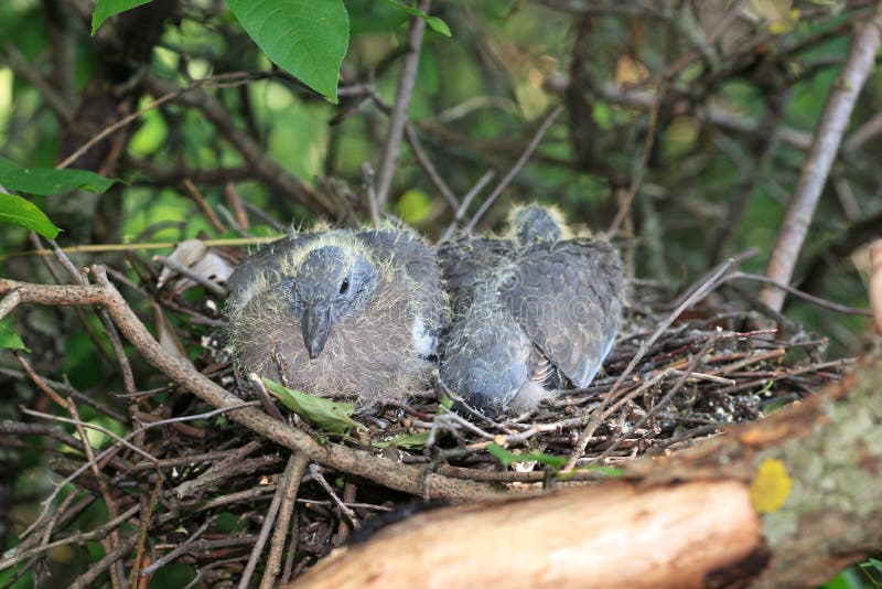 Columbapalumbus, Skogsduva. Arkivfoto - Bild av natur, nybörjare: 28436032