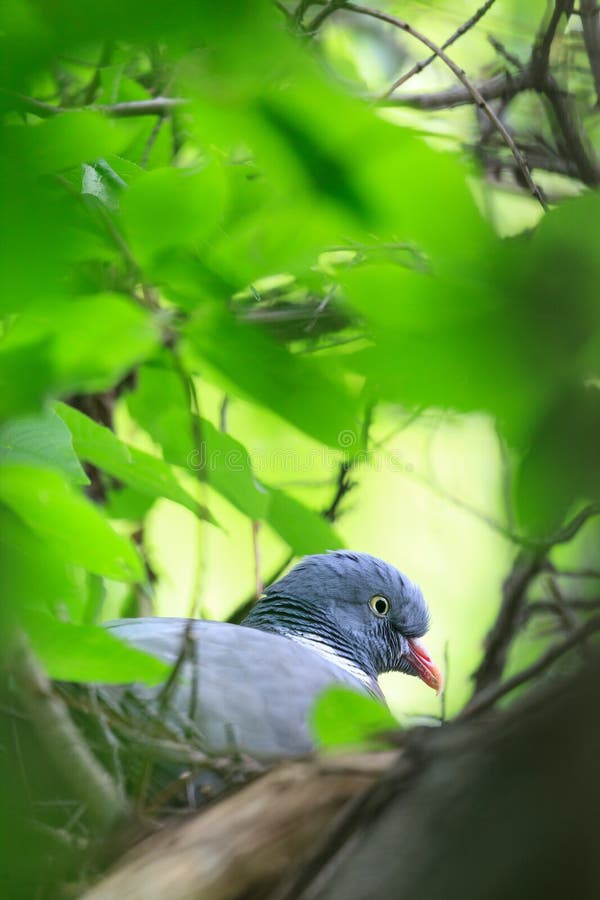 Columbapalumbus, Skogsduva. Arkivfoto - Bild av natur, nybörjare: 28436032