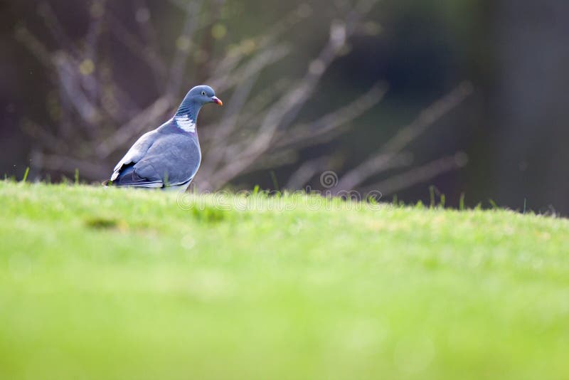 Columbapalumbus, Skogsduva. Arkivfoto - Bild av natur, nybörjare: 28436032