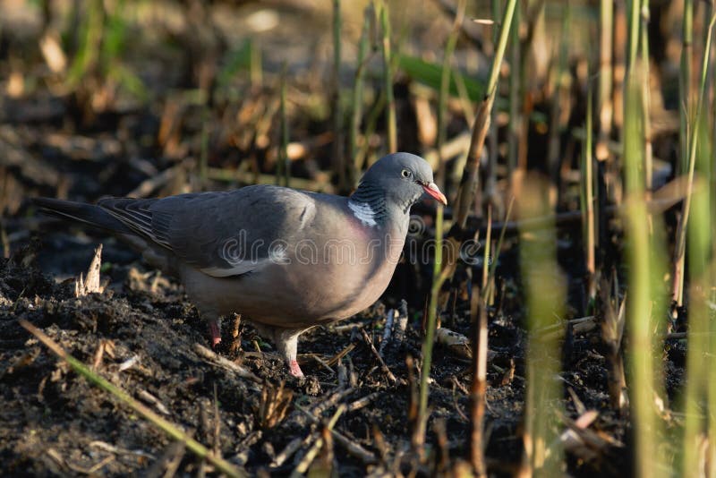 Columbapalumbus, Skogsduva. Arkivfoto - Bild av natur, nybörjare: 28436032