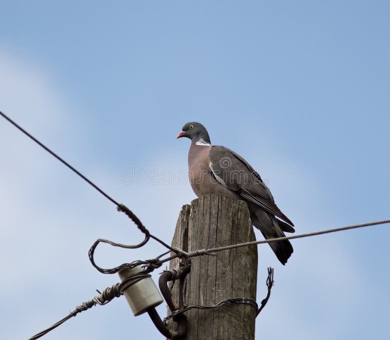 Columbapalumbus, Skogsduva. Arkivfoto - Bild av rede, sitt: 28436032