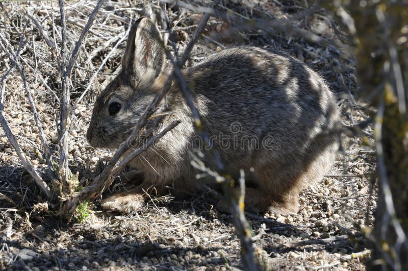 Columbia Basin Pygmy Rabbit Stock Photo - Image of rabbit, mammal: 39503980