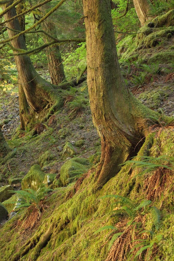 Columbia Gorge Forest Picture. Image: 4142227