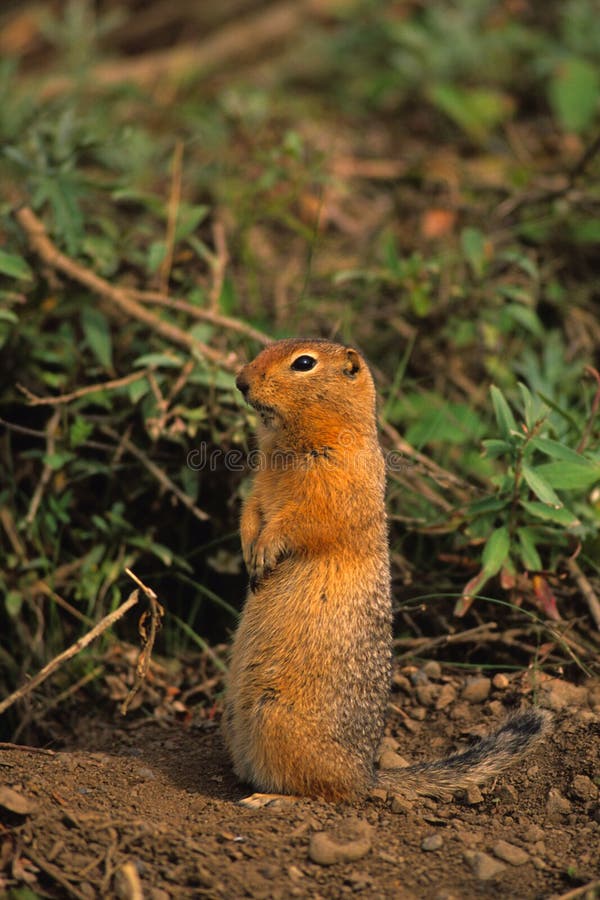 Columbia Ground Squirrel stock image. Image of mountains - 11543165