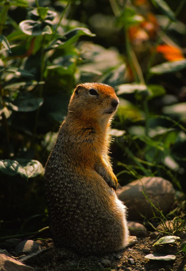 Columbia Ground Squirrel stock photo. Image of north - 17612140