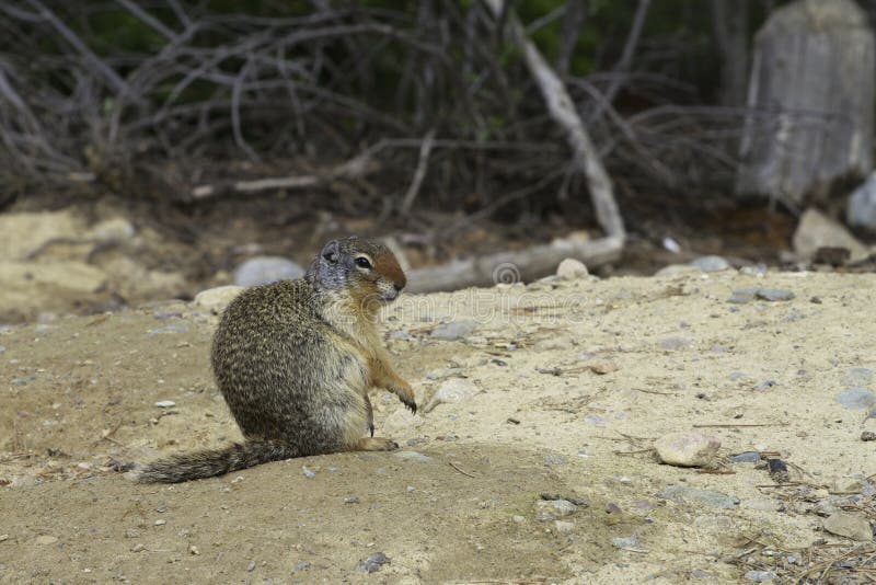 Columbia Ground Squirrel stock photo. Image of small - 25854198