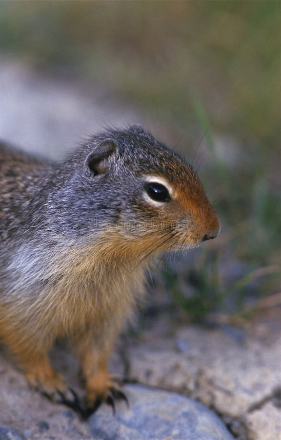 Columbia Ground Squirrel Portrait Stock Photo - Image of north ...
