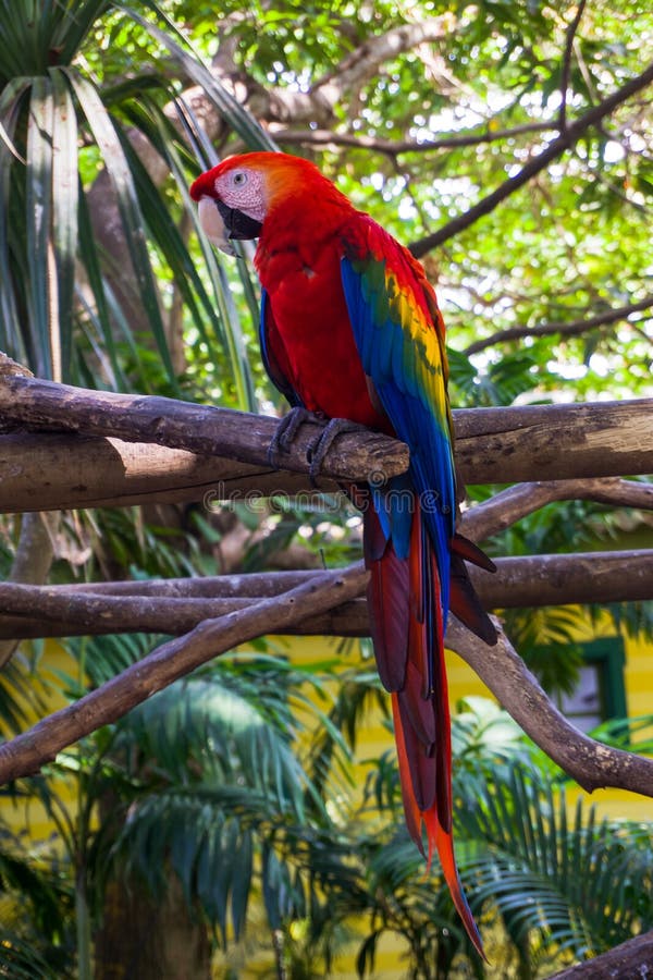 Columbia, 25 January 2020 - Colorful Parrot in the Columbia Zoo ...