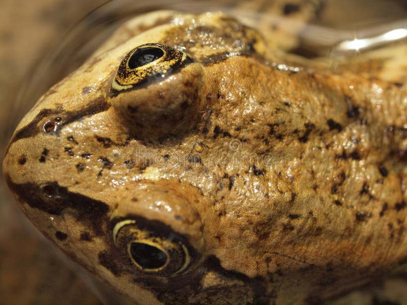 Columbia Spotted Frog stock image. Image of toad, nature - 16157801
