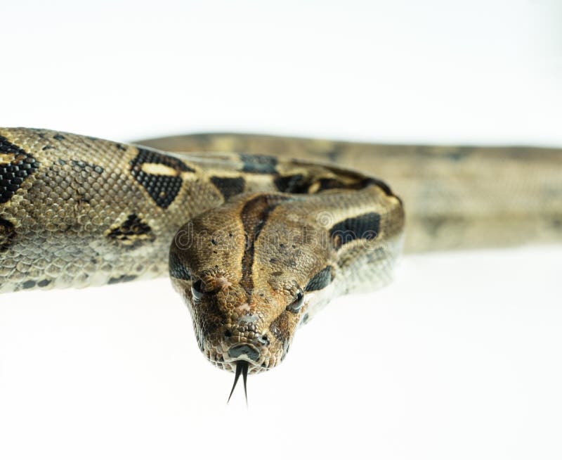 Bruine Boa-constrictor Buitenshuis Exotische Slang Stock Afbeelding ...