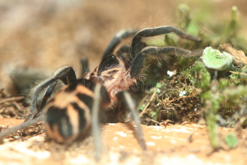 Columbian dwarf tarantula stock image. Image of columbian - 105129793