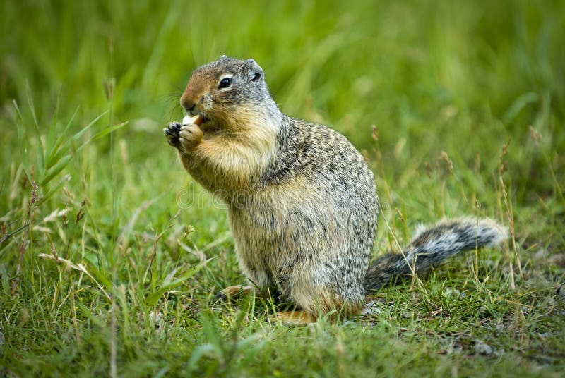 Columbian Ground Squirrel Eating Grass in Banff National Park Al Stock ...