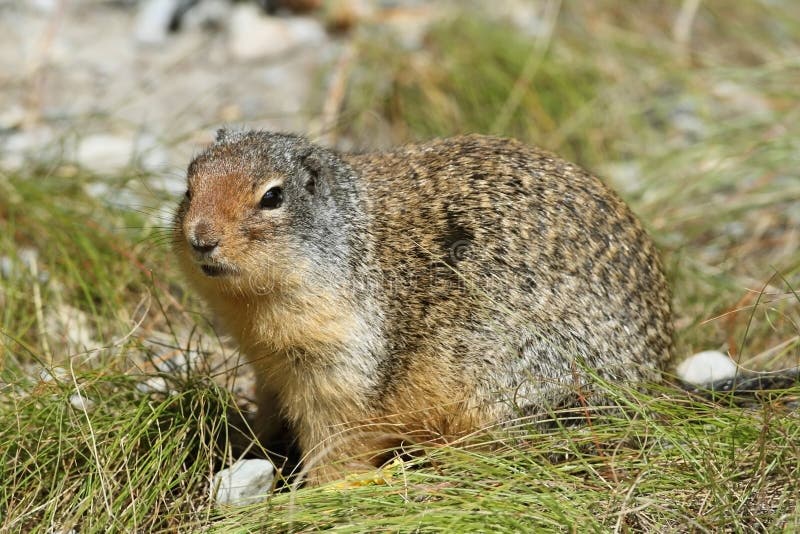 Columbian Ground Squirrel - Alberta, Canada Stock Image - Image of ...