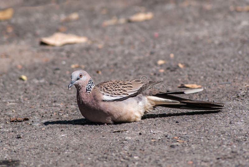 Columbidae Sunbathe Floor Stock Photos - Free & Royalty-Free Stock ...