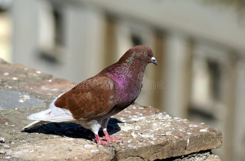 Columbidae Pombo Pomba imagem de stock. Imagem de pombo - 51979311